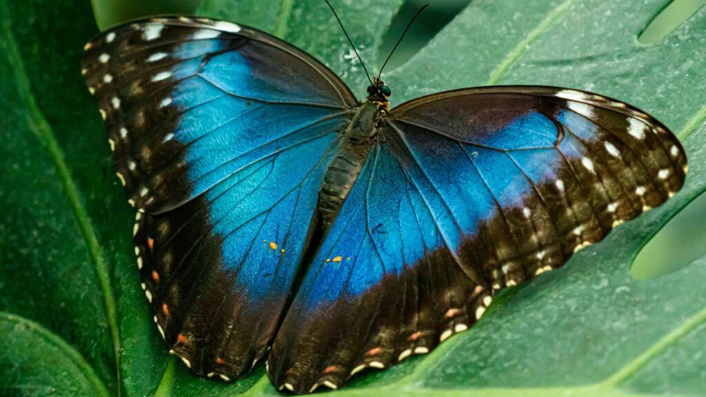 The Blue Morpho Butterfly: Costa Rica’s Jewel of the Rainforest ...