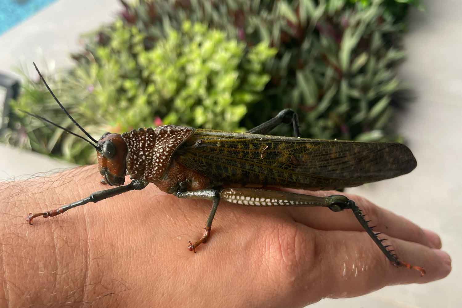 Costa Rica’s Rainy Season Bugs: What’s Biting and What’s Beautiful ...